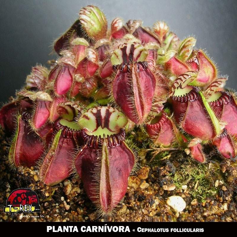 Planta Carnívora - Cephalotus follicularis: Como Cuidar e Cultivar