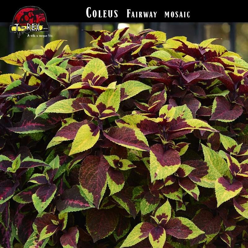 Muda de Coleus Coração Magoado: Encante seu Jardim com Cores Vibrantes!